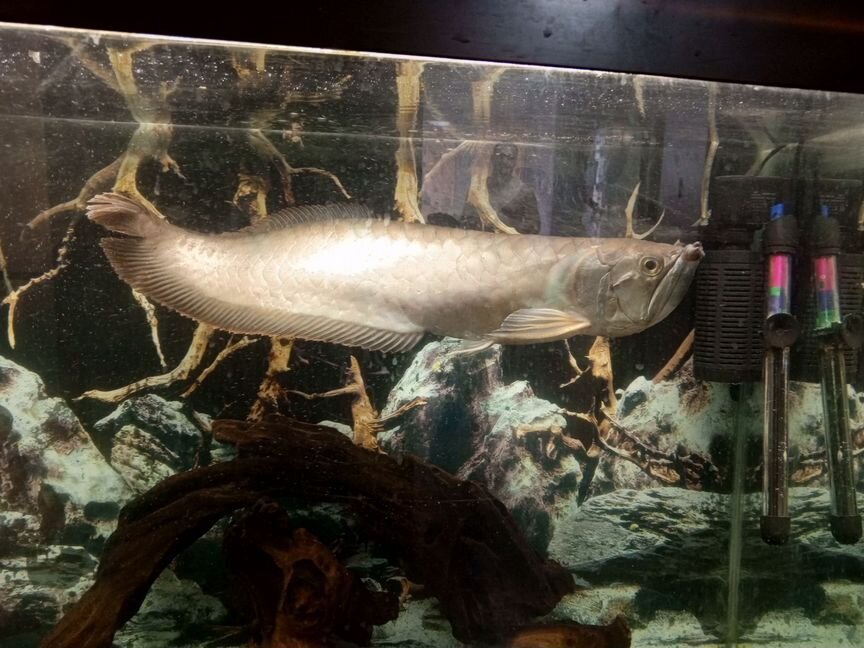 Аквариумные рыбки. Рыба.аквариум