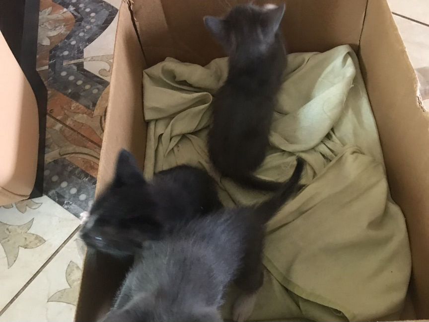 Котята в добрые руки бесплатно