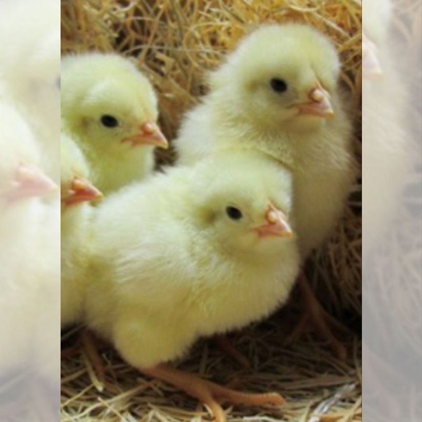 Цыплята легорн