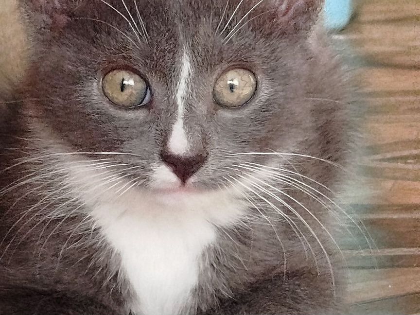Котенок