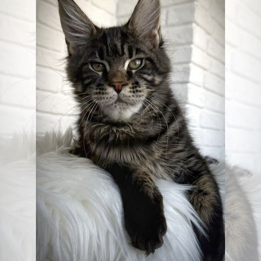 Мейн-кун котёнок