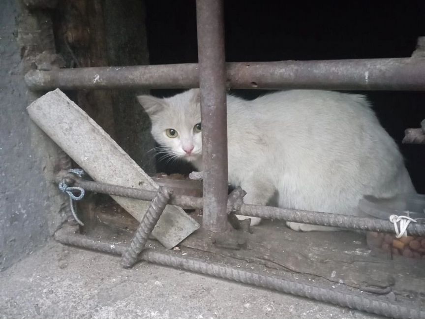 Бездомная кошка ищет дом