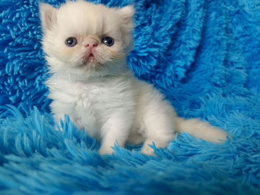 Персидские котята экзоты