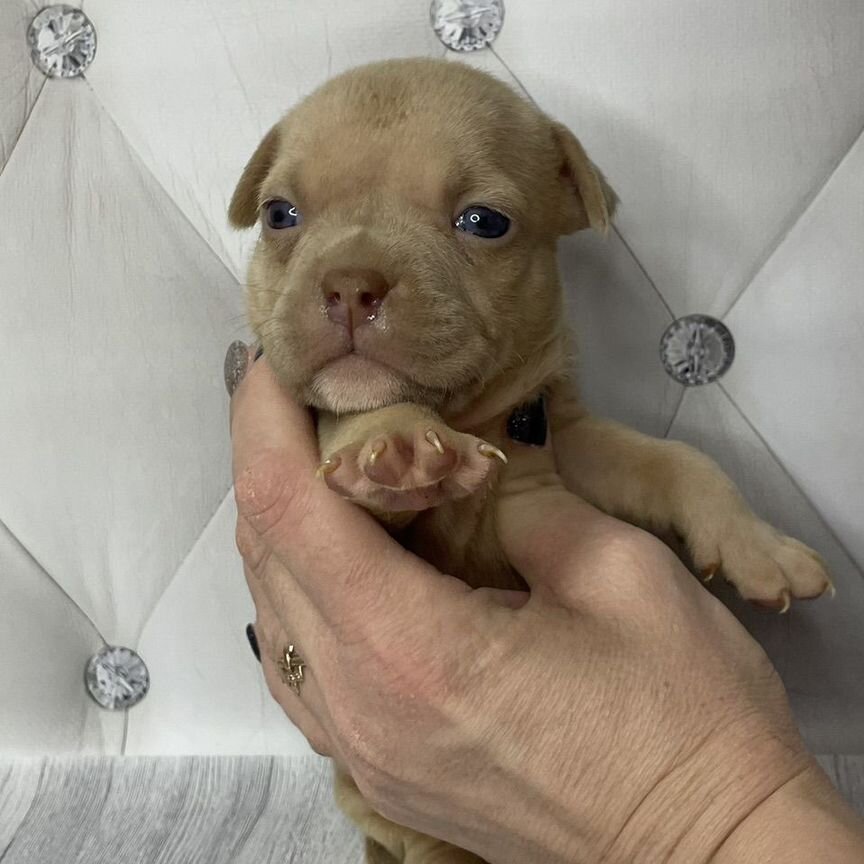 Американский булли, щенок