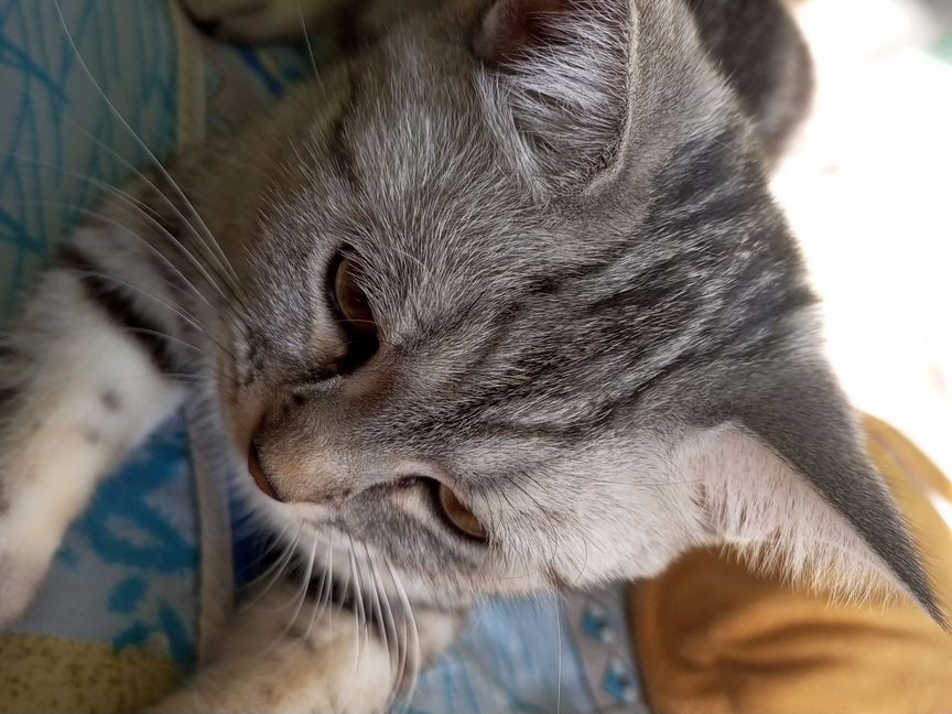 Шотландская кошечка