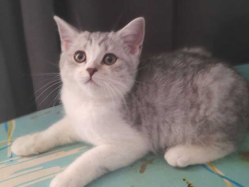 Британская серебристая шиншилла