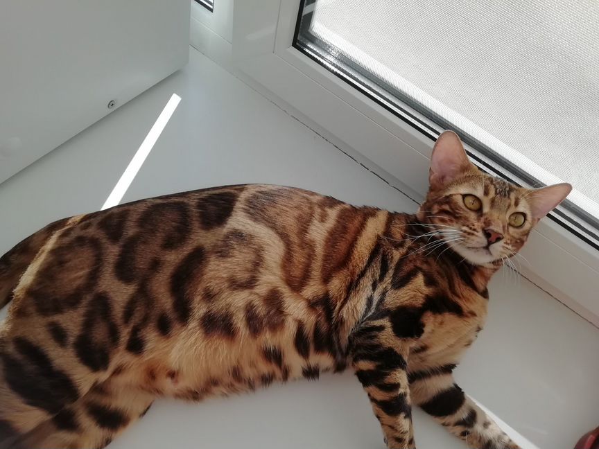 Бенгальска кошечка