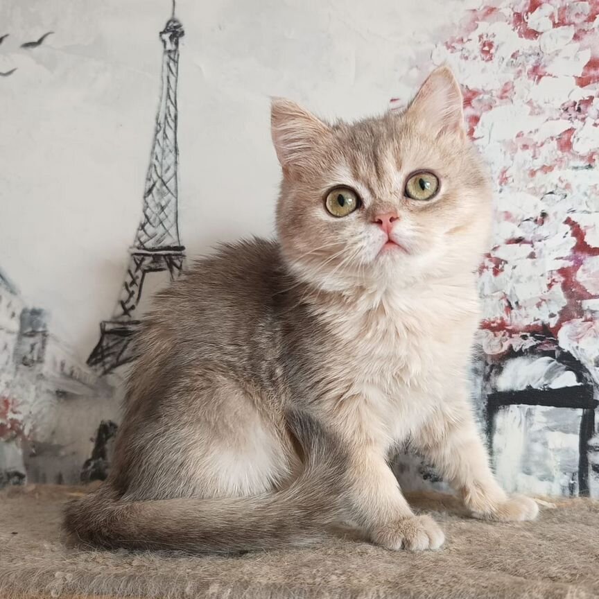 Британская кошечка