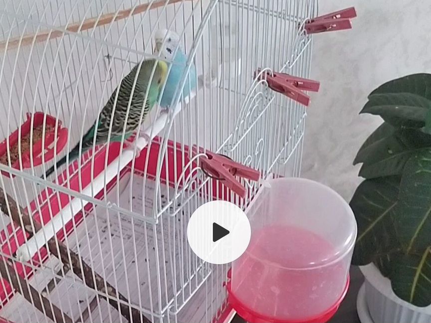 Попугай. волнистики