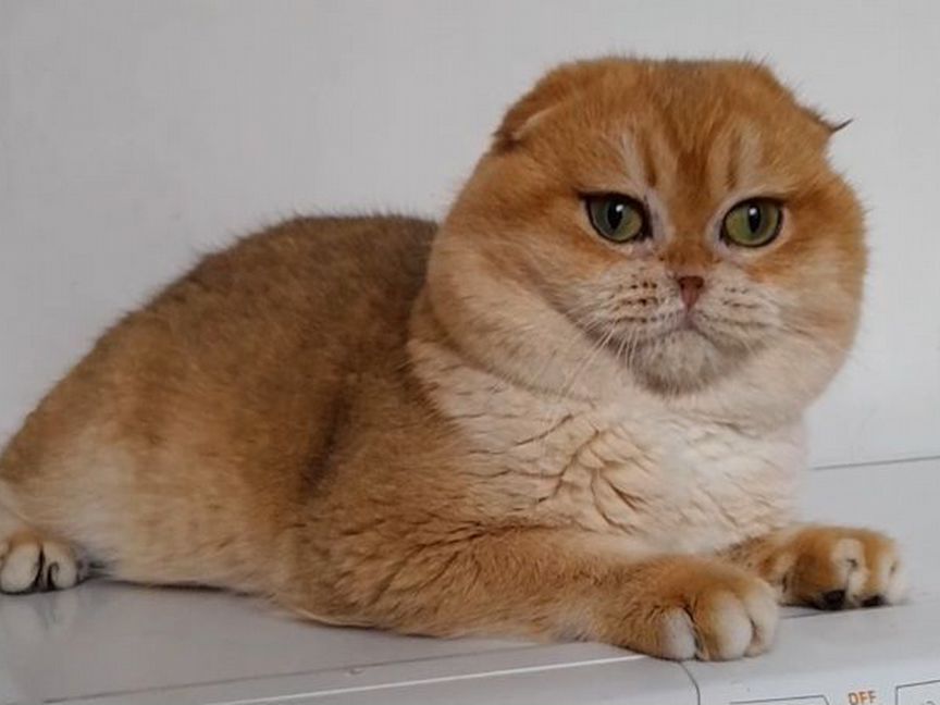 Золотой вислоухий кот