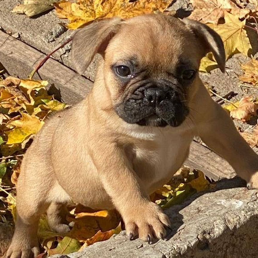 Французский бульдог, щенок