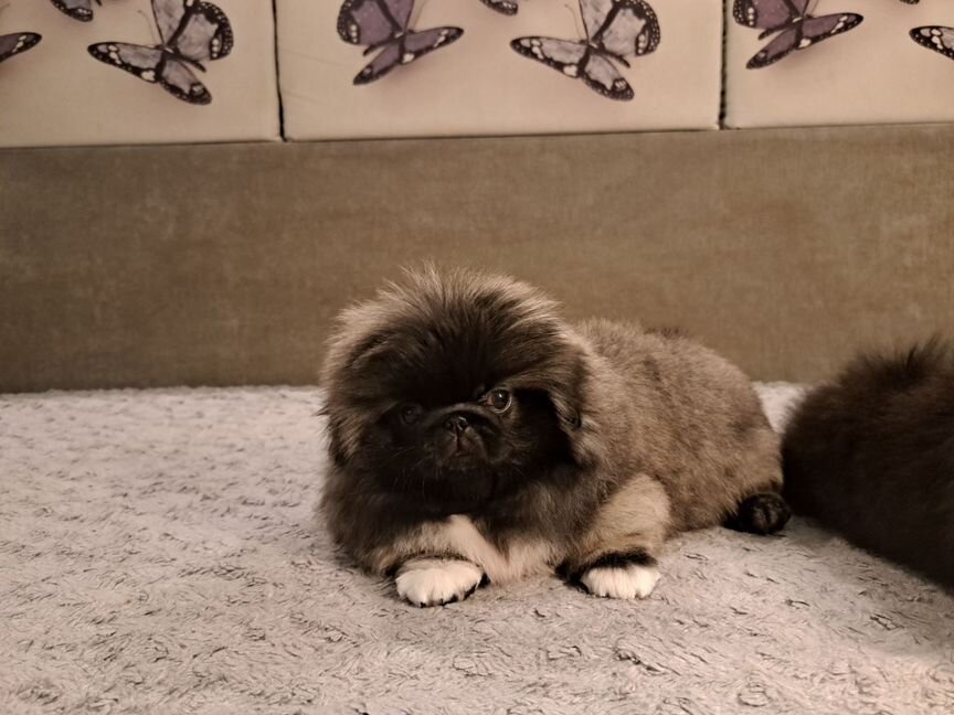 Щенки пекинеса