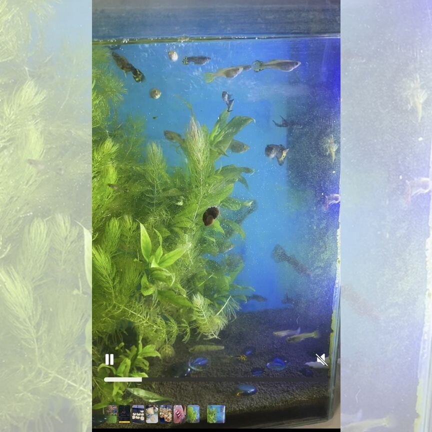 Рыбки гуппи