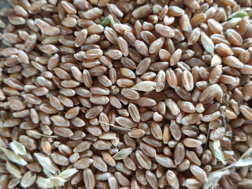 Продаю зерно