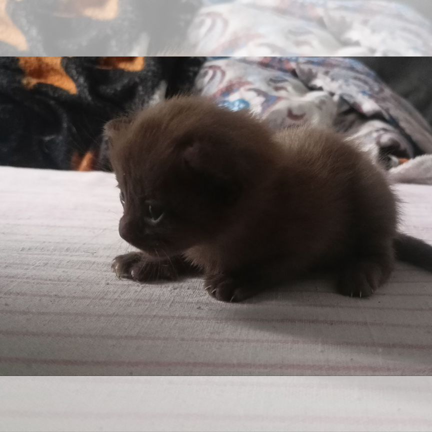 Котята в добрые руки 1 месяц