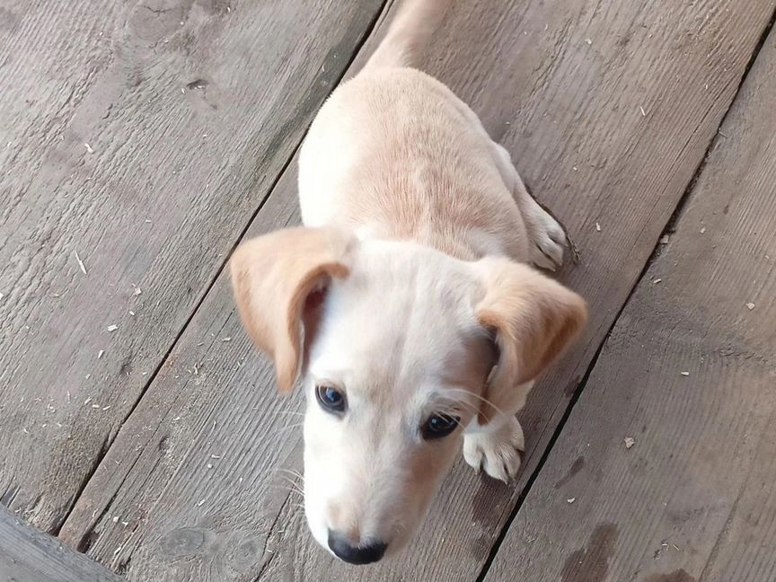 Маленький Атик