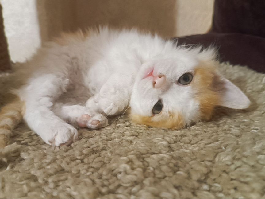 Котята корниш-рекс