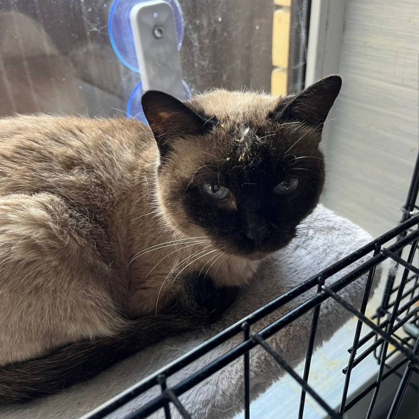 Кошечка красотка