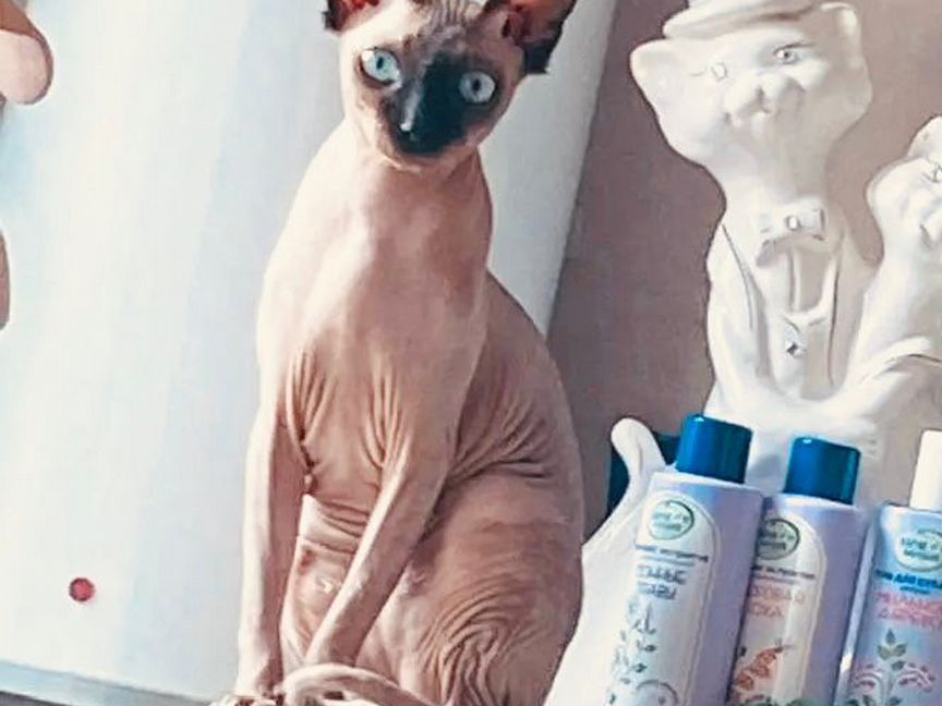 Продаю Кошку