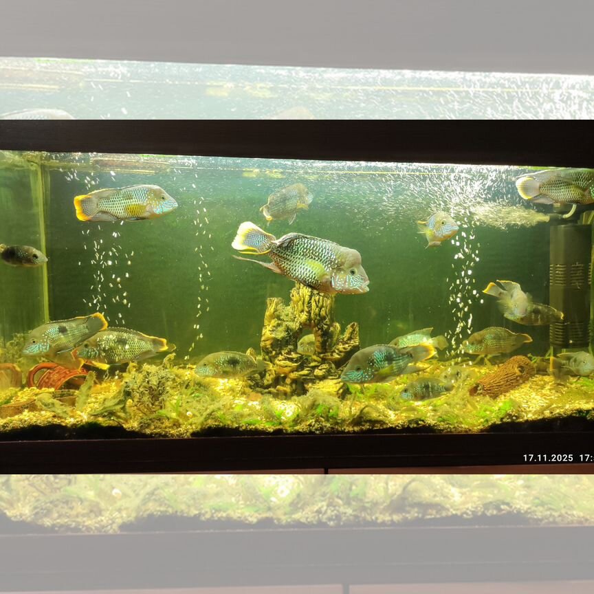 Аквариум с рыбками 200 литров