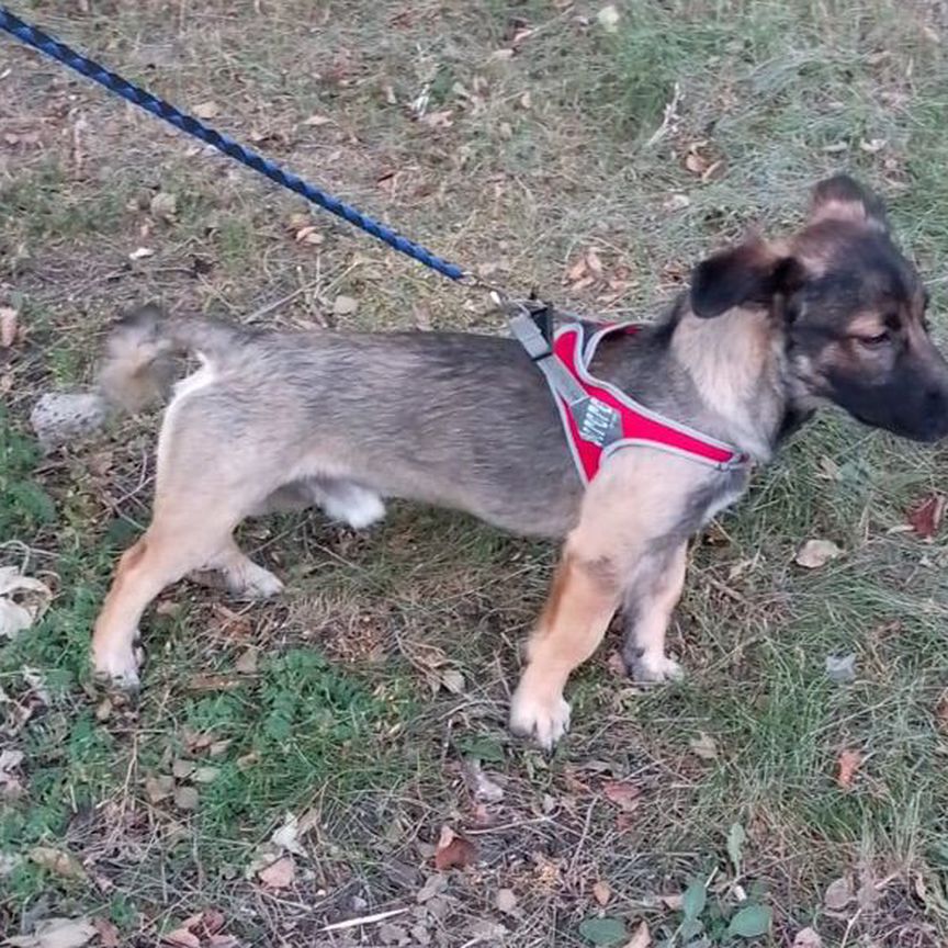 Собачка мальчик