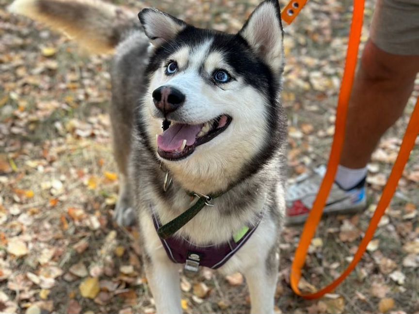 Молодой хаски-потеряшка попал в приют