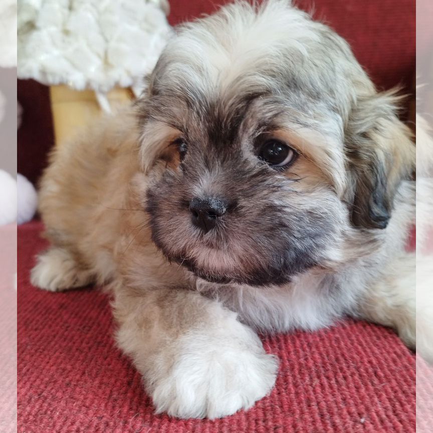 Мальтипу, щенок