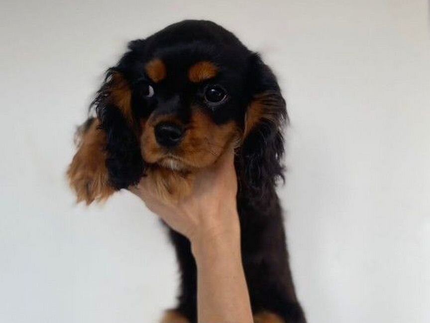 Кавалер кинг чарльз спаниель