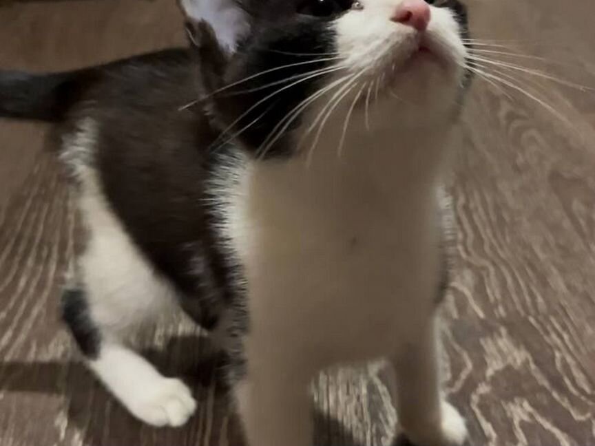 Отдадим прекрасных котят