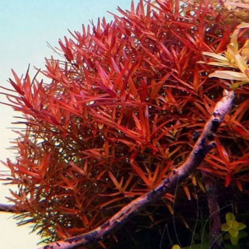 Аквариумные растения