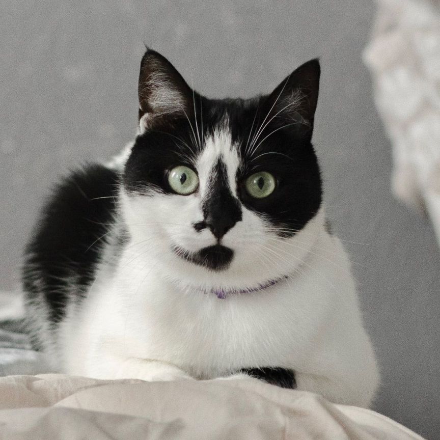 Молли ищет дом