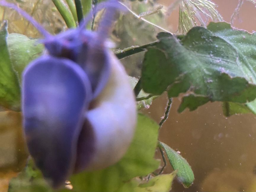 Голубые улитки ампулярии