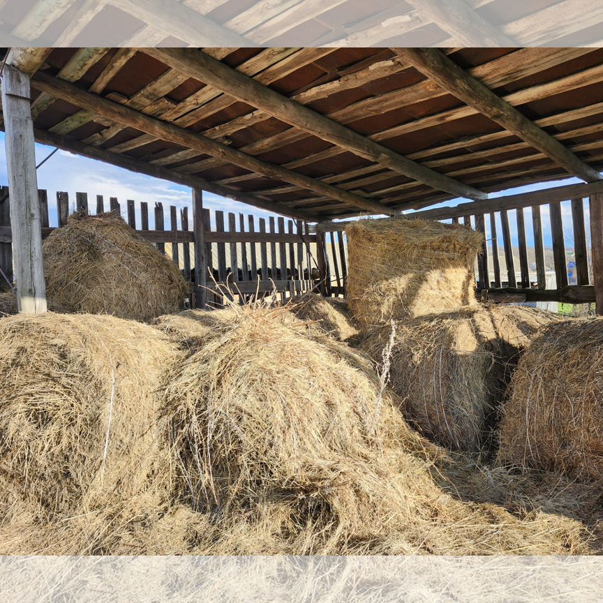 Сено в рулонах (круглые тюки)