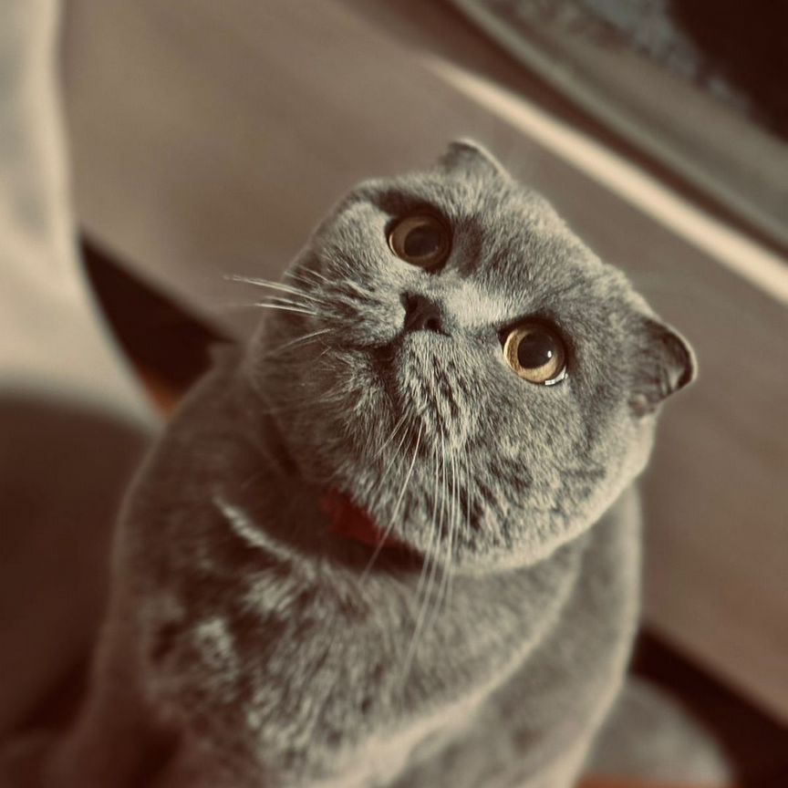 Кошечка в добрые руки