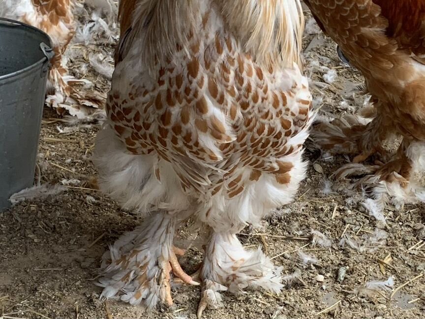 Петух брама белое золото