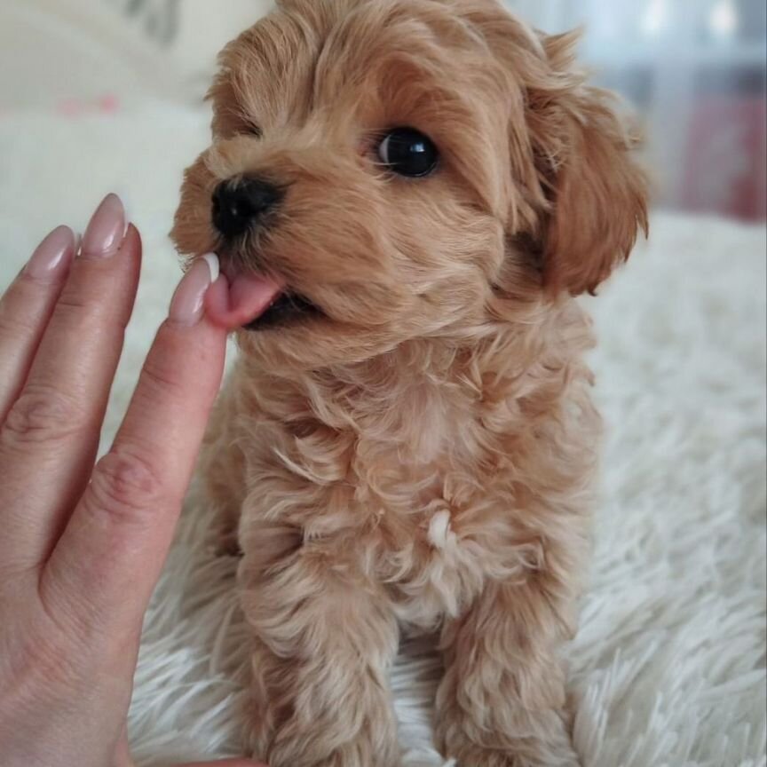 Мальтипу купить