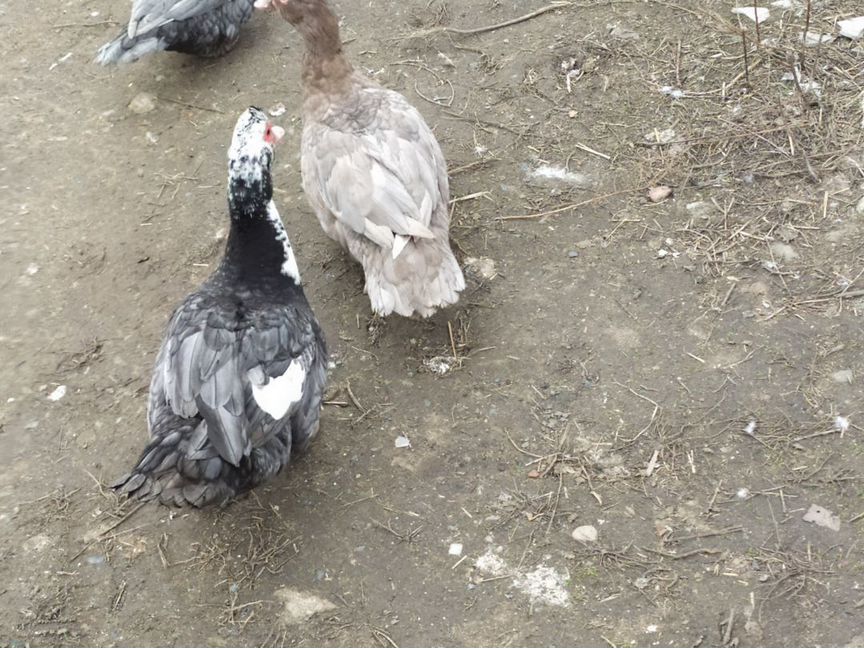 Индоутки тяжелой линии