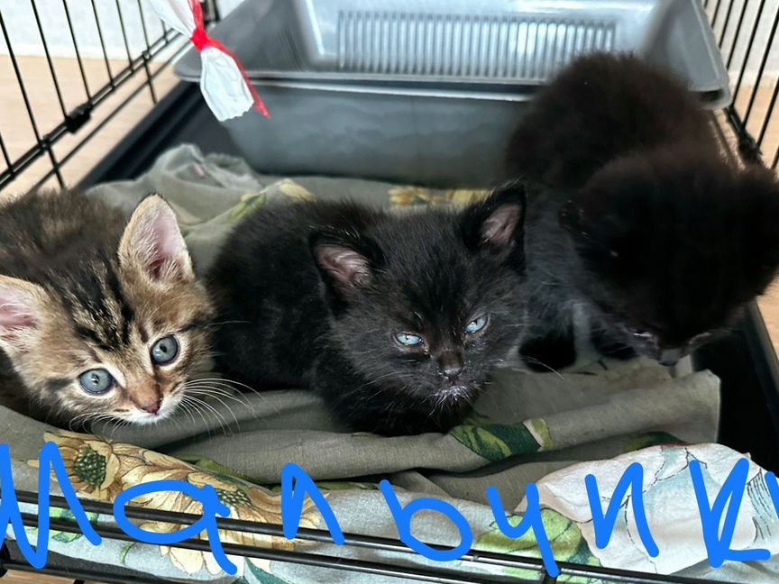 Котята чёрные и полосатые без мамы
