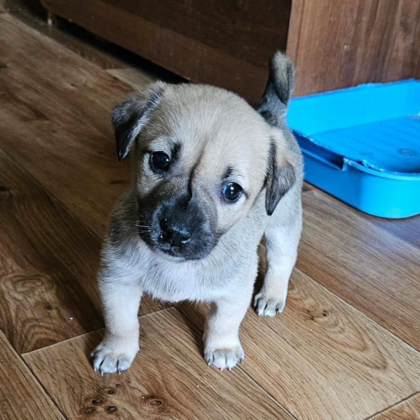 Щенок Кекс в дар