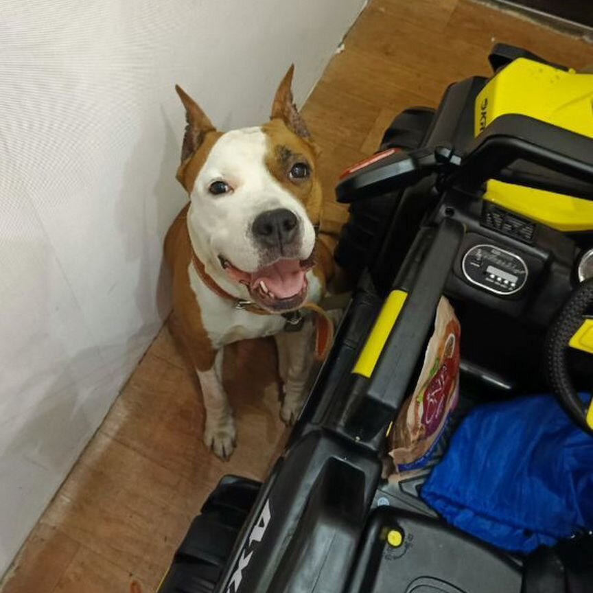 Стаффордширский бультерьер, взрослая собака