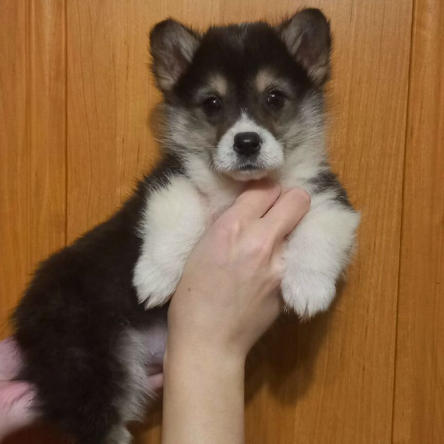 Вельш корги пемброк