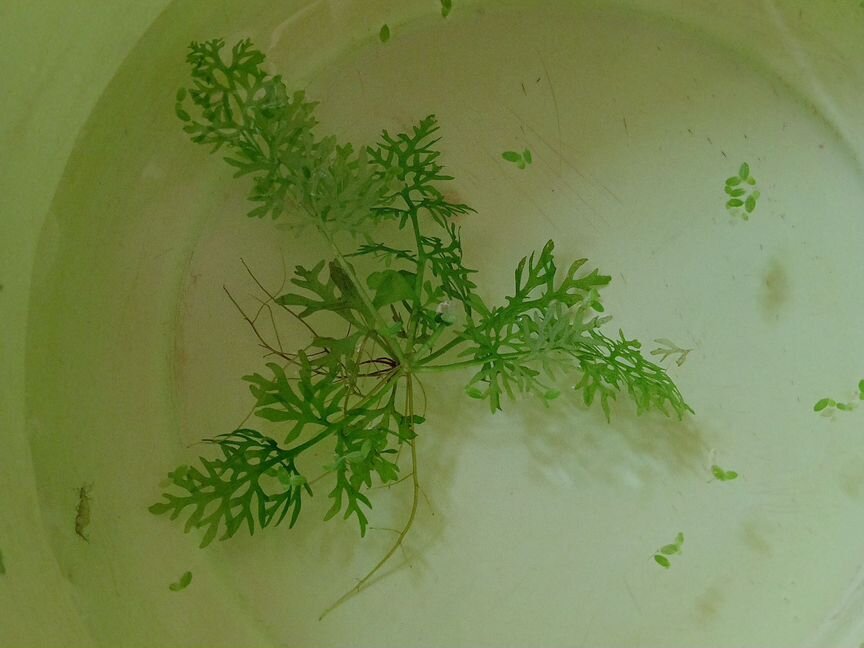 Аквариумные растения