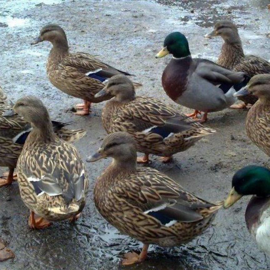 Дикие утки