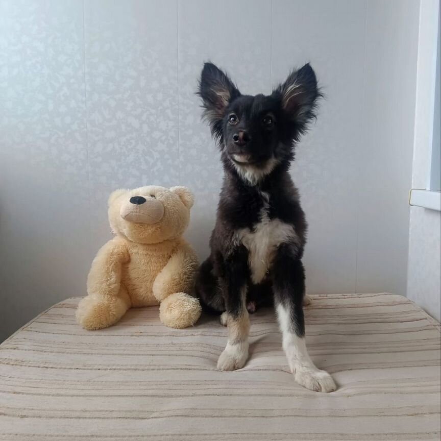 Щенок в добрые руки