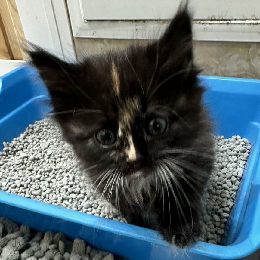 Котёнок от частного владельца