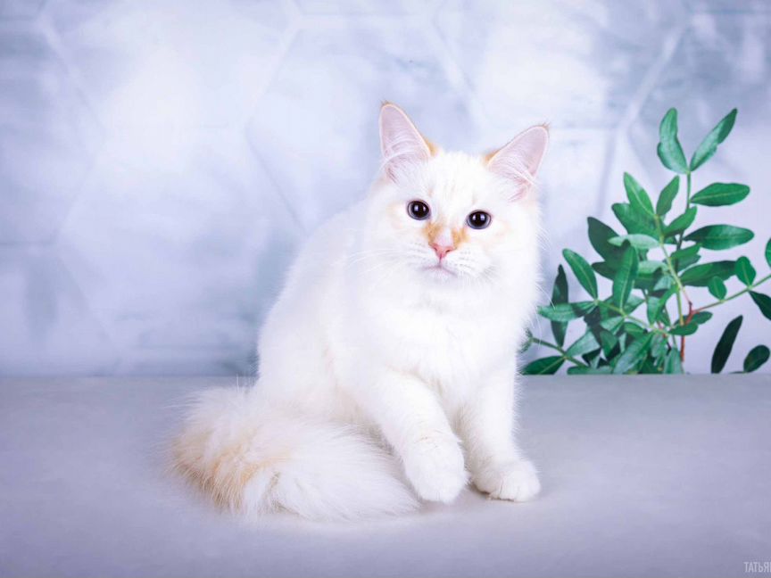 Невские маскарадные котята