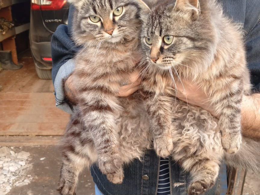 Котики в добрые руки