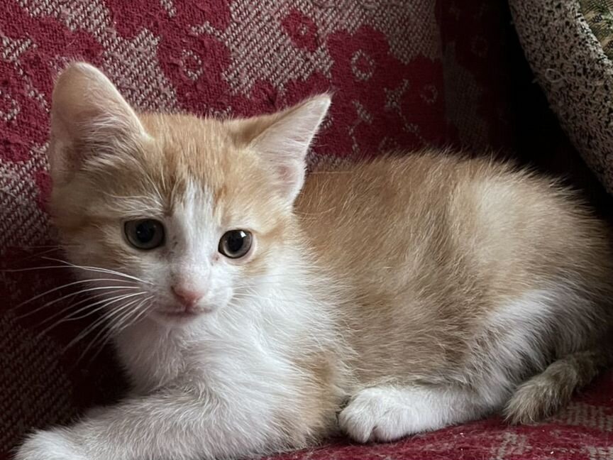 Котенок мальчик