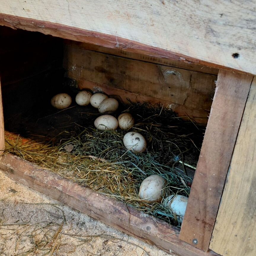 Яйцо индоутки