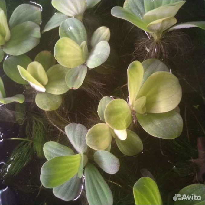 Прудовое растение - пистия